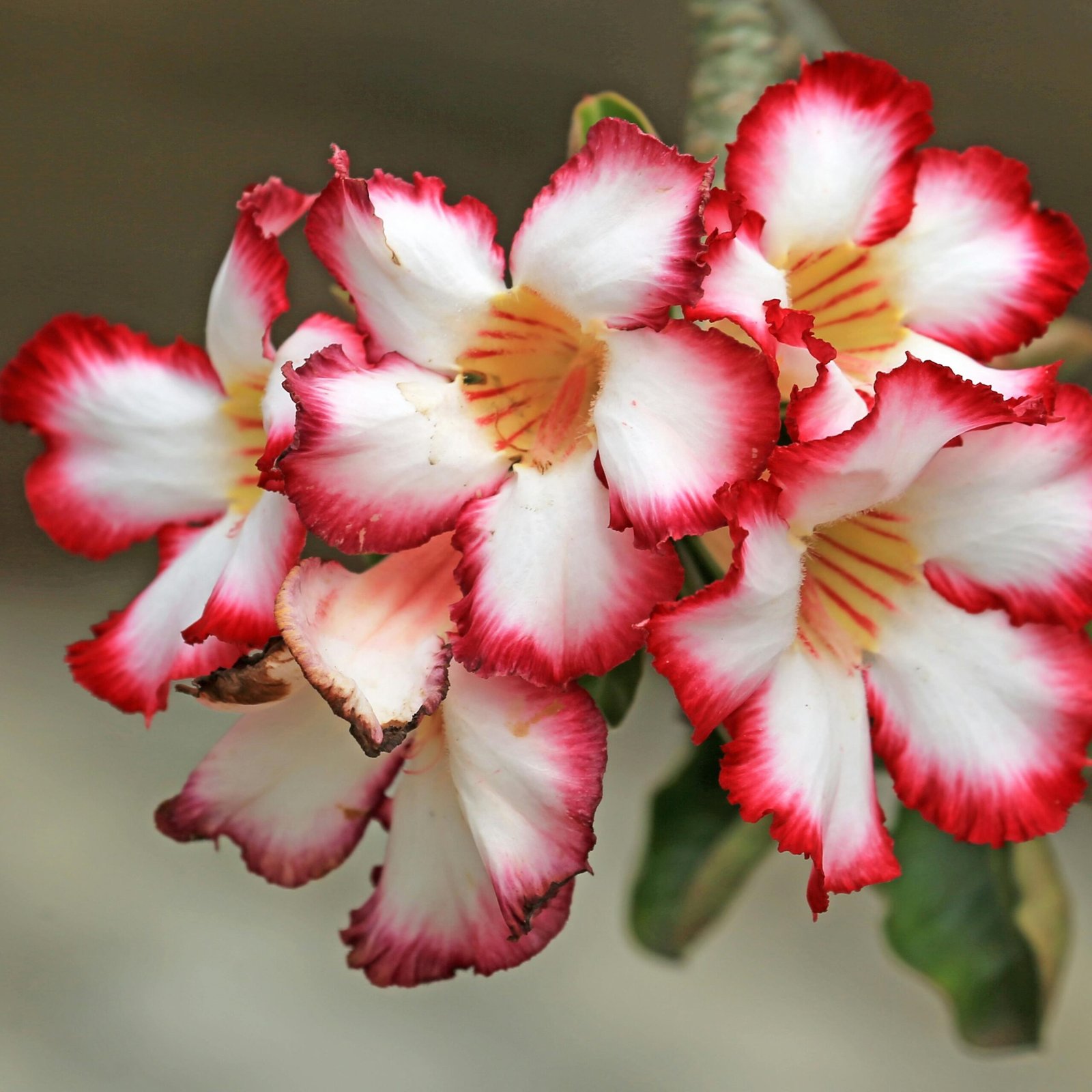 Desert Rose Adenium Plant Seedling (1Pc) - BeejRseeds