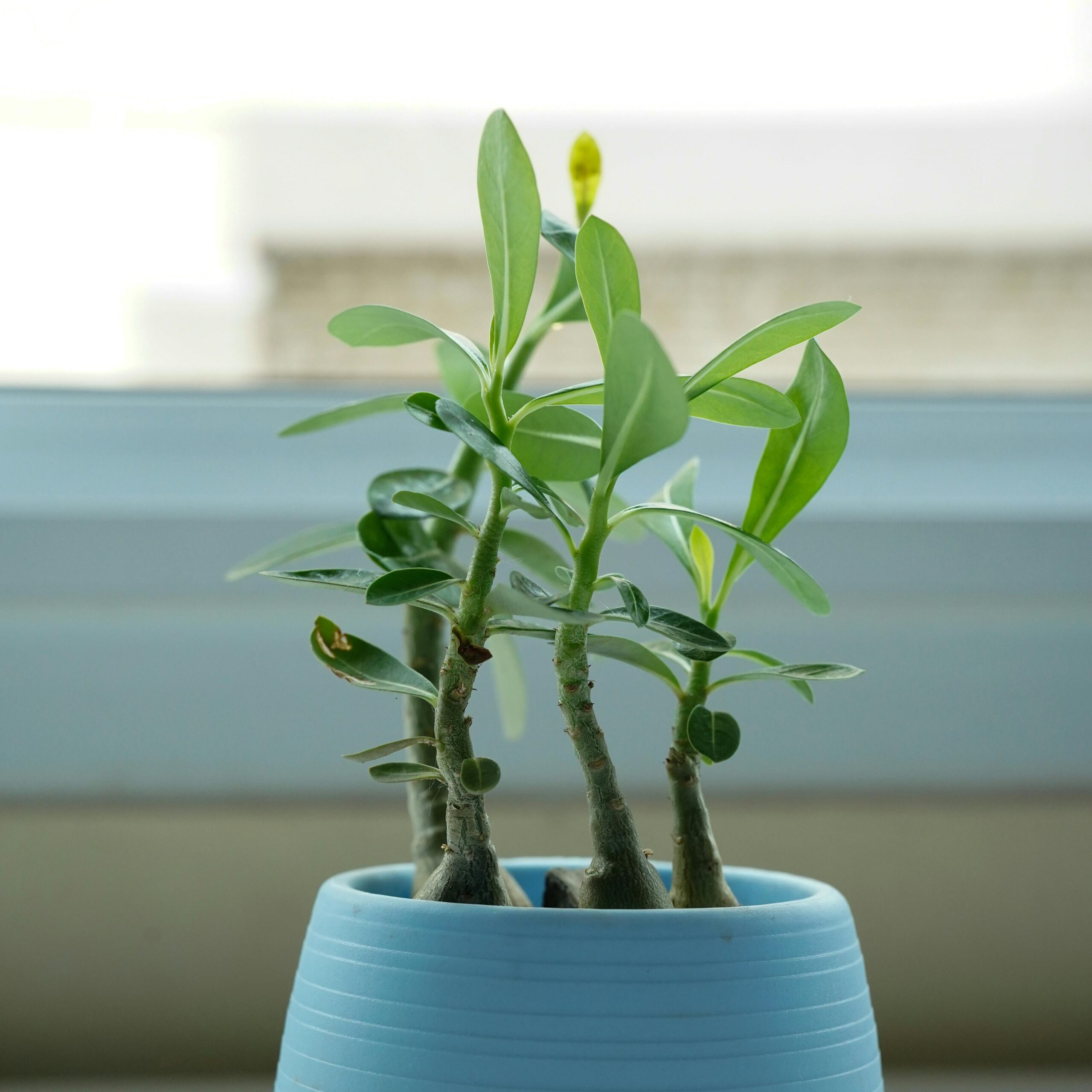 Desert Rose Adenium Plant Seedling (1Pc) - BeejRseeds