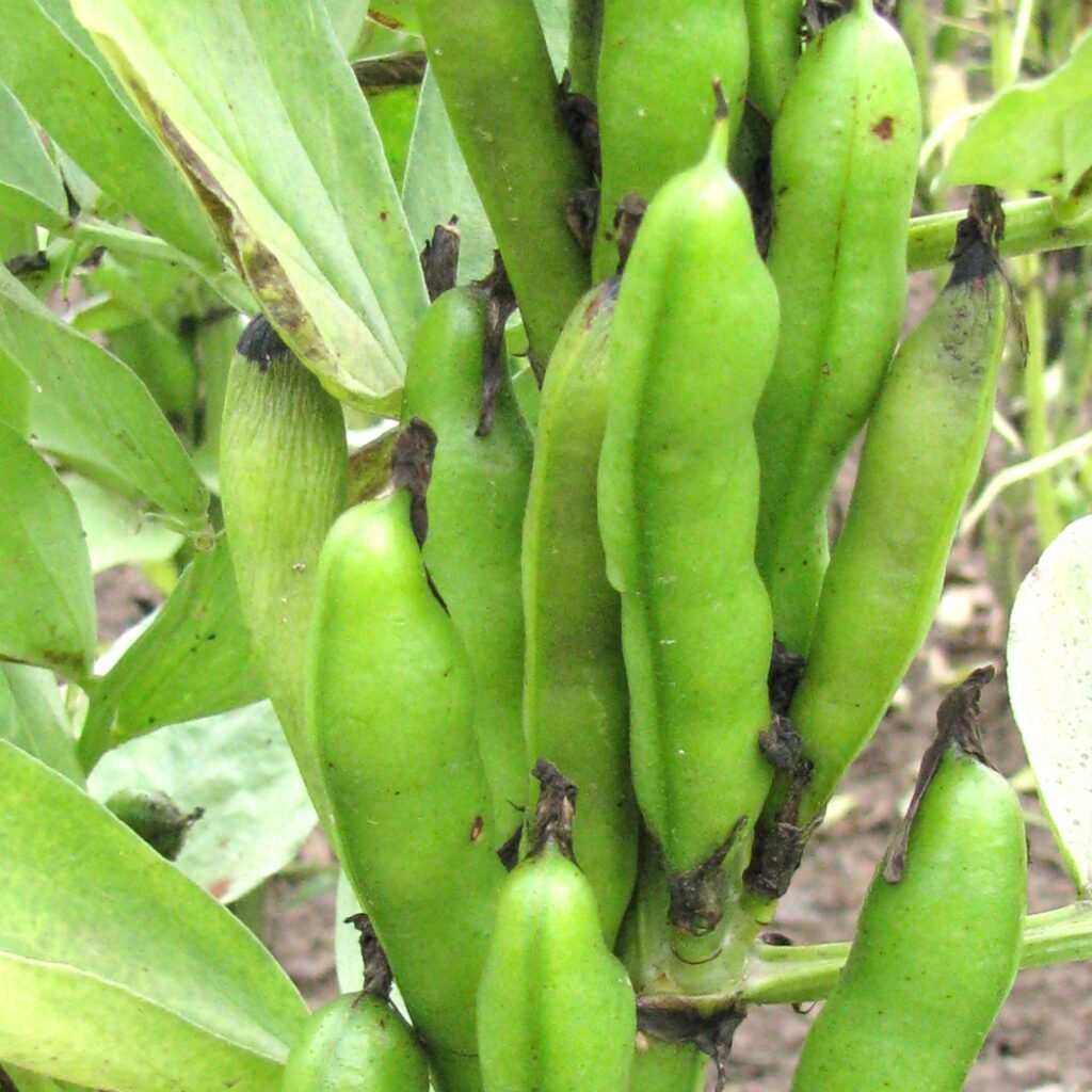 Bakla Fava Beans Broad Beans Vegetable Seeds - BeejRseeds