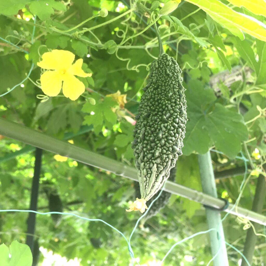 Bittergourd Long Karela Long Vegetable Seeds - BeejRseeds
