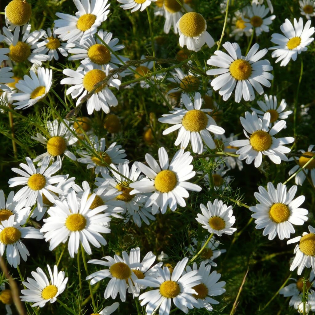 Chamomile Baboona Mixed Color Flower Seeds - BeejRseeds